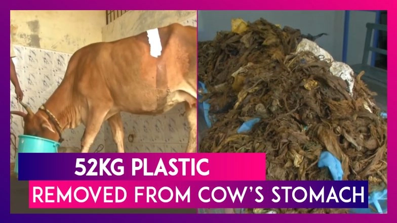Tamil Nadu 52kg Plastic Removed From Cow's Stomach In Chennai | 📹 Watch ...