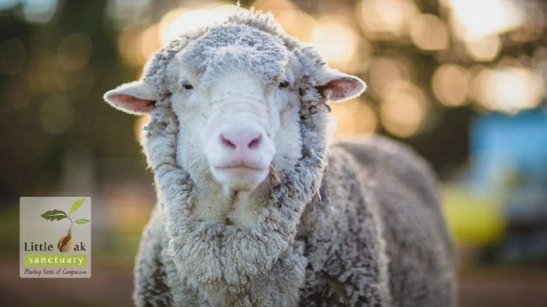 World’s Wooliest Sheep, Chris Known as World’s Heaviest Fleece Passes ...