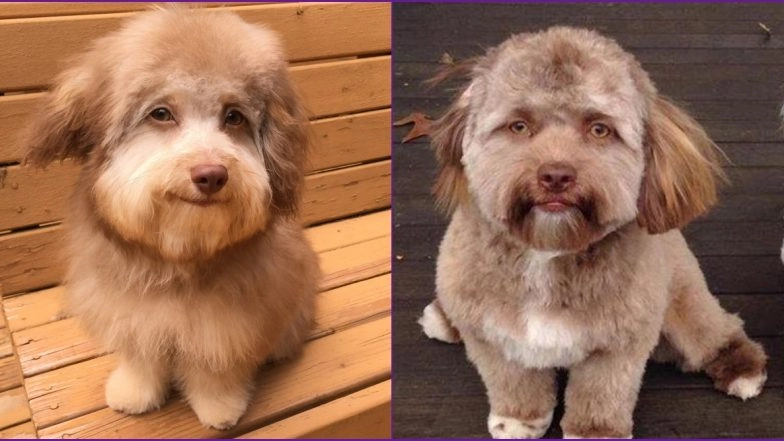Nori the Dog With ‘Human Face’ Is Not the Only Pooch That Looks Like a ...