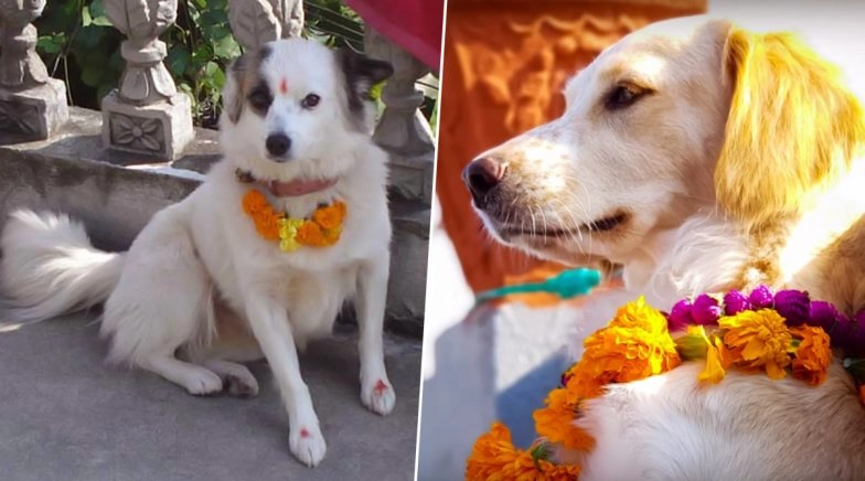 Kukur Tihar 2019: Date And Significance of Nepal's Dog Festival During ...