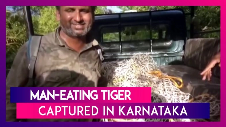 Karnataka: Man Eating Tiger Who Killed Two People, Captured In Bandipur ...