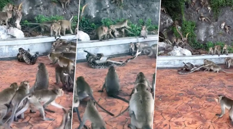 Thailand: Python Snake Strangles a Monkey to Death While More Than 20 ...