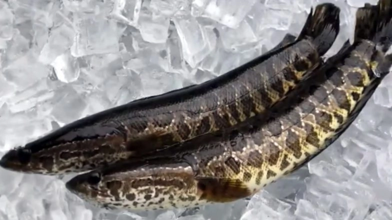 Snakehead Fish Spotted in Georgia Sparks Terror in Residents, Officials ...
