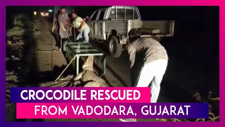 Gujarat: Forest Department Rescues Crocodile From Vadodara | 📹 Watch ...