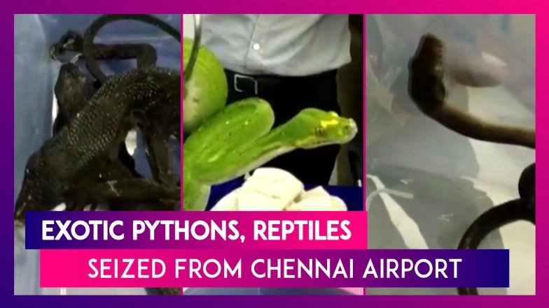 Exotic Pythons, Reptiles Seized By Customs Officials From Chennai ...