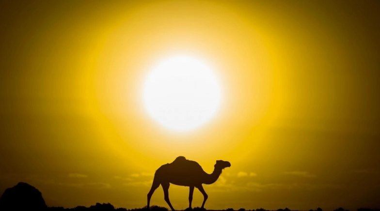 World Camel Day 2021 Date and Significance: Know Amazing Facts About ...