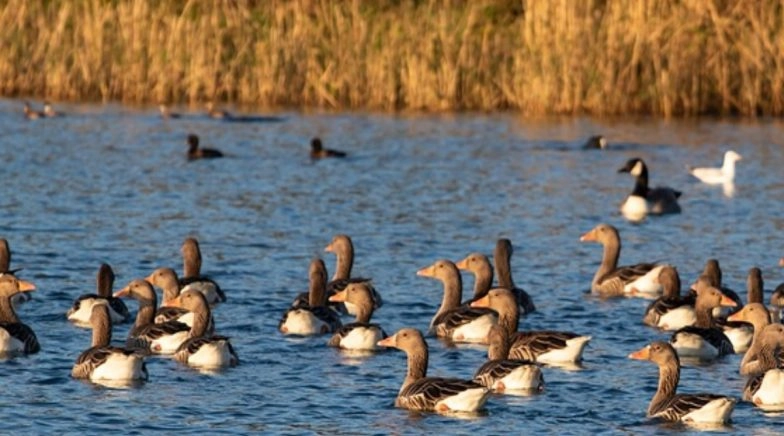 Quack, Quack! Ducks Win Right to Loud Quacking in French Countryside ...