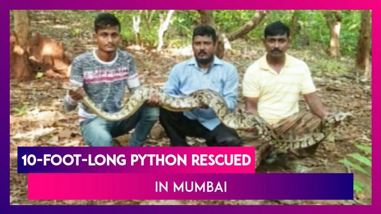 10-Foot-Long Python Rescued By The Forest Department In Mumbai | 📹 ...