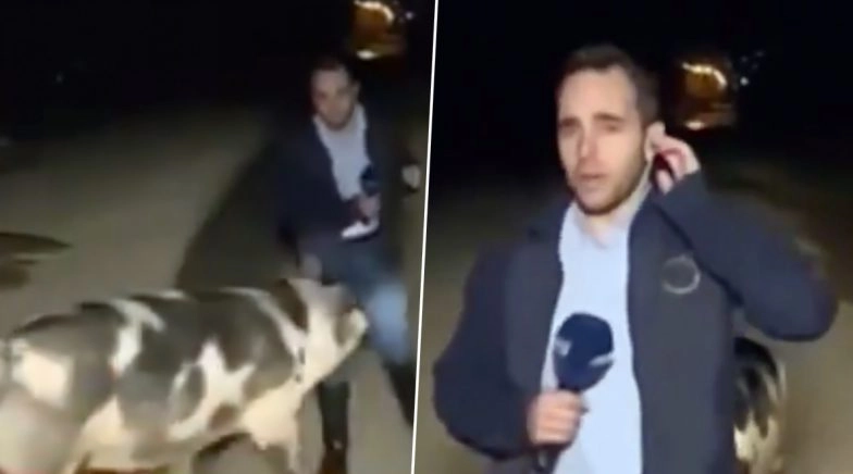 Pig Follows Journalist Live Reporting on Floods in Greece And Bites Him ...