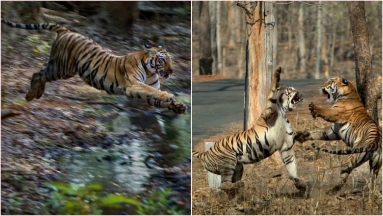 Anil Kumble Shares Rare Pics of Maya the Tigress Ferociously Fighting ...