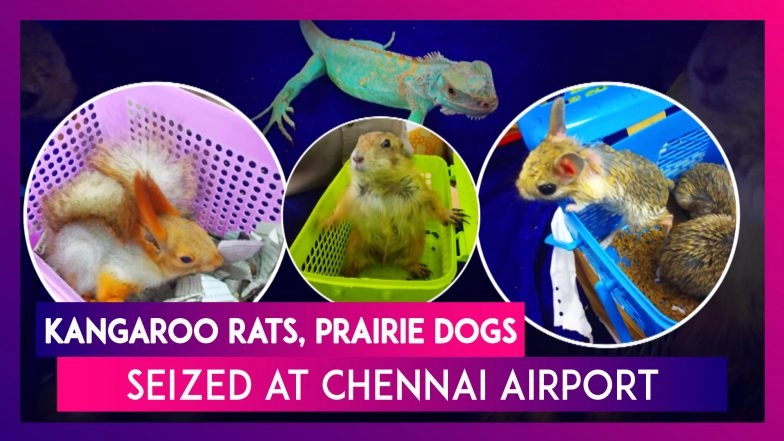 Chennai: Kangaroo Rats, Prairie Dogs & Other Reptiles Seized By Custom ...