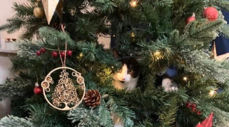 Cats vs Christmas Trees: 7 Videos That Show The Annual Fight Between ...