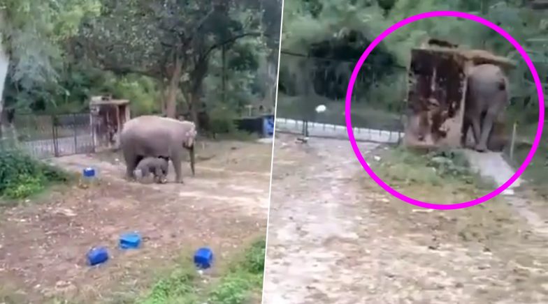Elephant Breaks Wall After Getting Trapped With Its Calf, Video Goes ...