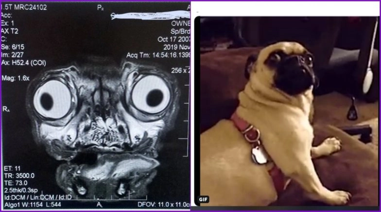 Pug Dog Gets a Facial Scan And Twitterati is Terribly Scared With Its ...