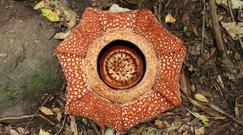 World's Largest Flower Rafflesia Arnoldii's Biggest Specimen Found in ...
