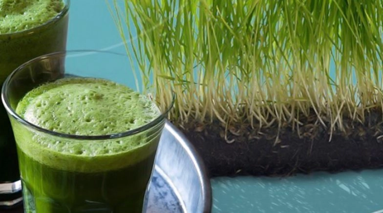 Weight Loss Tip of the Week: How to Use Wheatgrass to Lose Weight ...