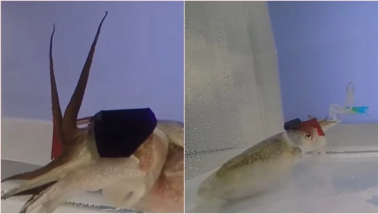 Cuttlefish Wearing Tiny 3D Glasses Helps Scientists to Know How They ...