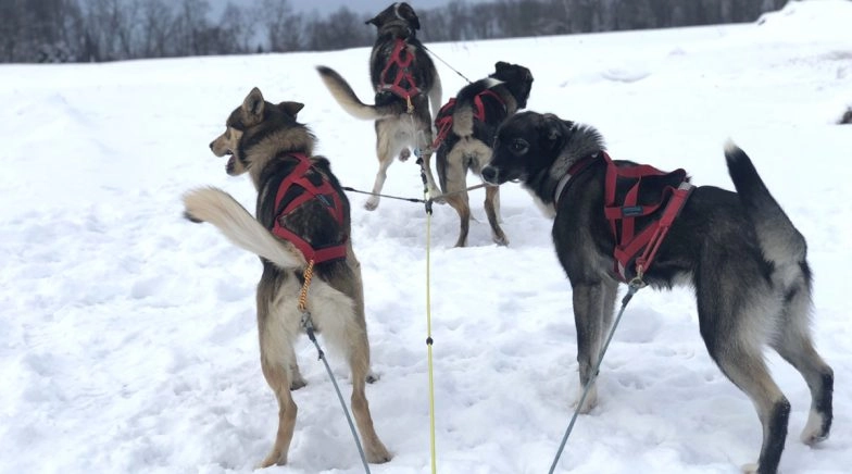 Pet Dog’s First Sled Run Videos Go Viral, Twitter Thread Documents Leap ...