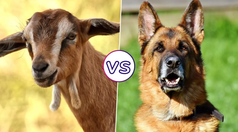 Lincoln the Goat vs Sammy the Dog: Vermont Town Residents Are Set to ...