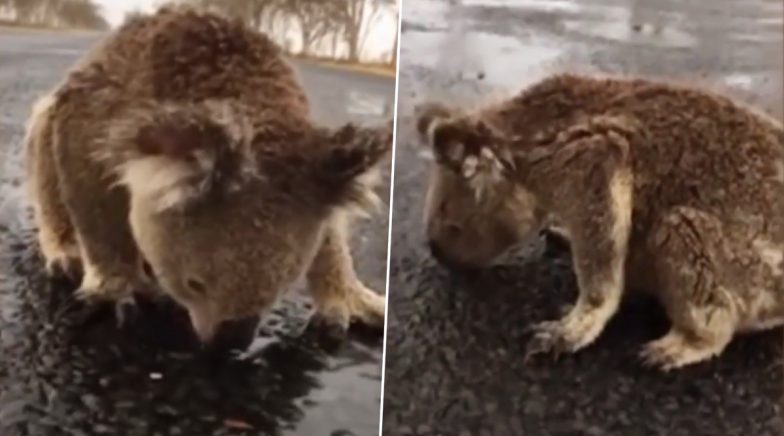 Australia Fires: Thirsty Koala Licks Rainwater Off Road As Heavy Rains ...