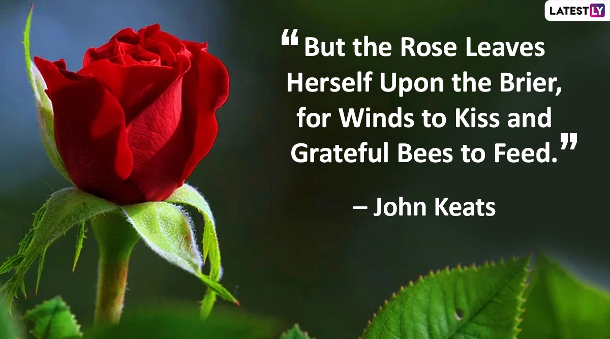 Rose Day 2020 Images With Romantic Quotes: Sweet Sayings on Roses ...