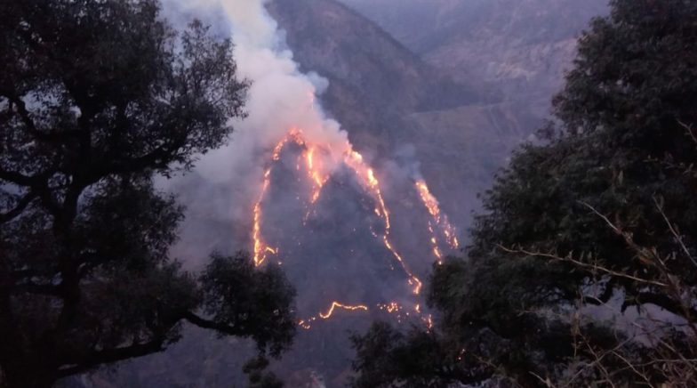 Forest Fire in Himachal Pradesh: Massive Blaze Engulfs Jungle in Chaura ...