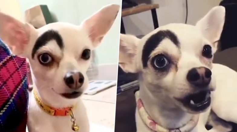 Dog's 'Eyebrow' Birthmark Gets it Villainous Cartoon Names From ...