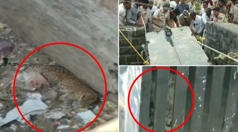 Leopard And Puppy Rescued From 30-foot-deep Dry Well in Maharashtra's ...