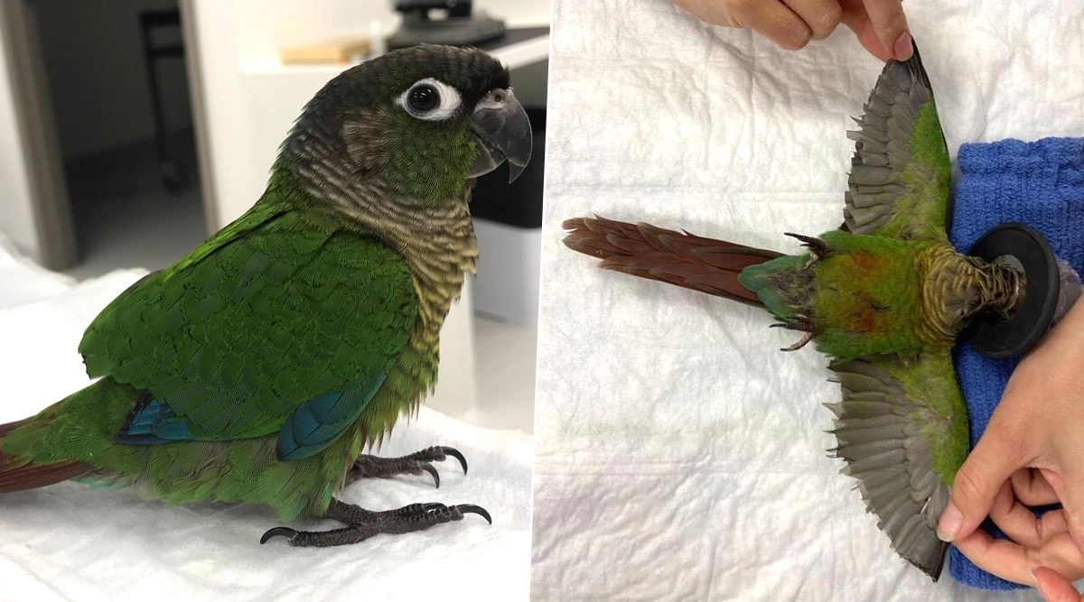 Parakeet Gets Prosthetic Wings After Its Original Ones Were Trimmed ...