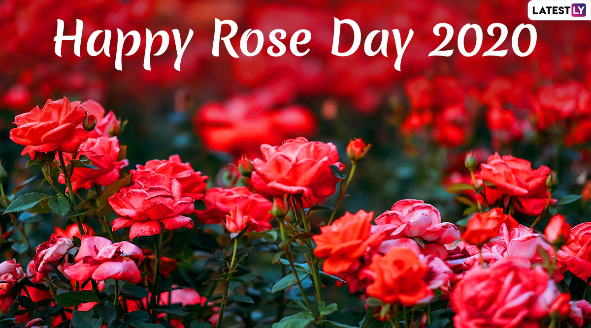 Happy Rose Day 2020 Images & HD Wallpapers For Free Download Online ...