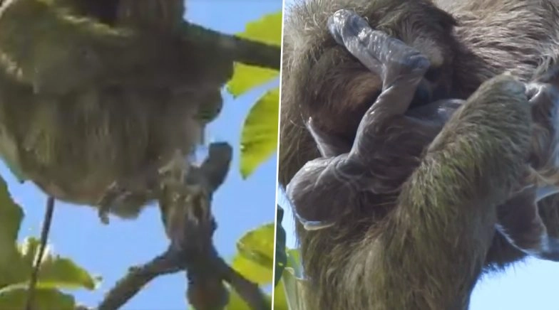 Mother Nature At Its Best! Three-Toed Sloth Giving Birth on a Tree is ...
