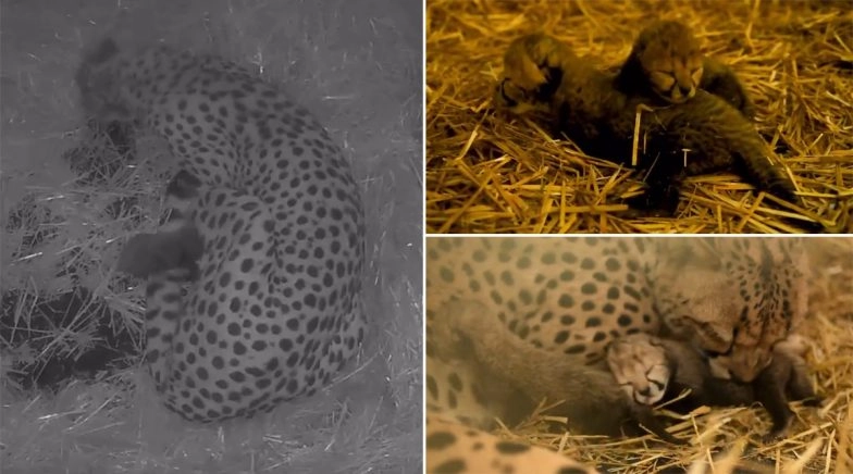 World’s First Cheetah Cubs Born Through IVF in Ohio Zoo (Watch Video ...