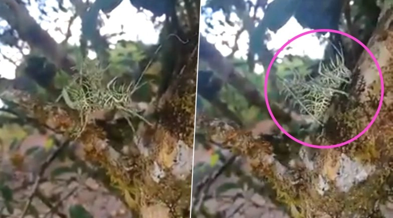 Video of Mysterious Looking Insect Goes Viral, Twitterati Marvels at ...