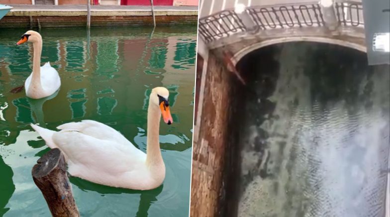 Venice Canals Become Clean, Fish And Swan Return, Smog Reduce Amid ...
