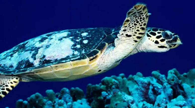 Loggerhead Turtle Yoshi Travels 37,000 Kms From South Africa to ...