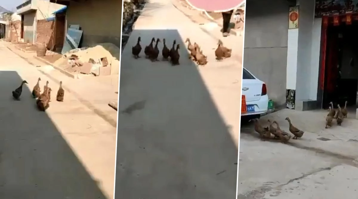 Viral News | Video of 11 Ducks Meeting Daily to Swim Together is Giving ...