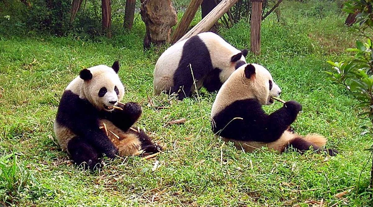 National Panda Day 2020 Date: Know Significance Behind the Celebration ...