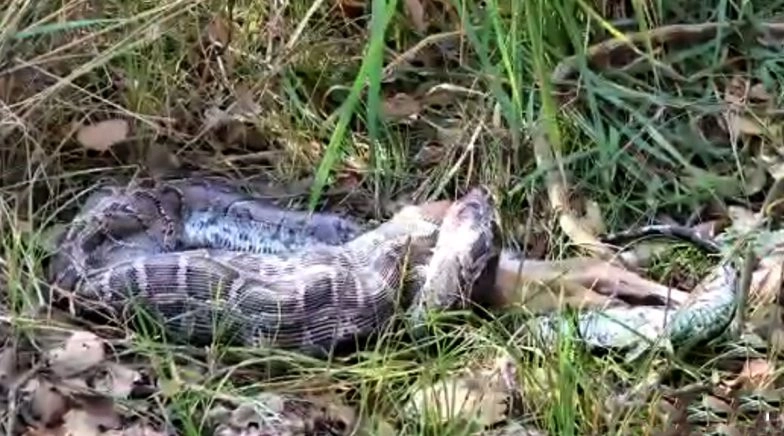 Burmese Python Swallows a Whole Deer in a Viral Video from Dudhwa ...