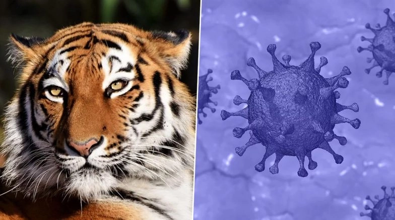 Tigress Kalpana in Delhi Zoo Dies of Kidney Failure, Samples Sent For ...