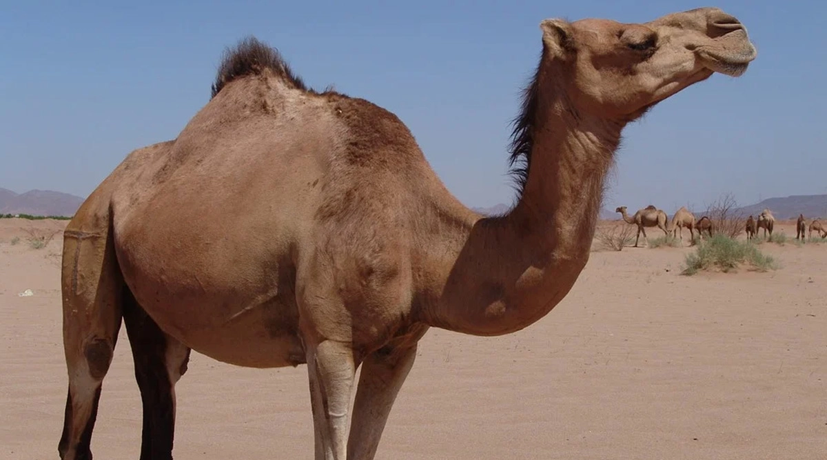Indian Railways Delivers Camel Milk for Autistic Child in Mumbai After ...