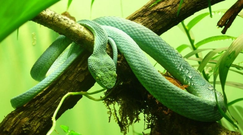 Salazar Slytherin Discovered in Arunchal Pradesh! New Pit Viper Snake ...