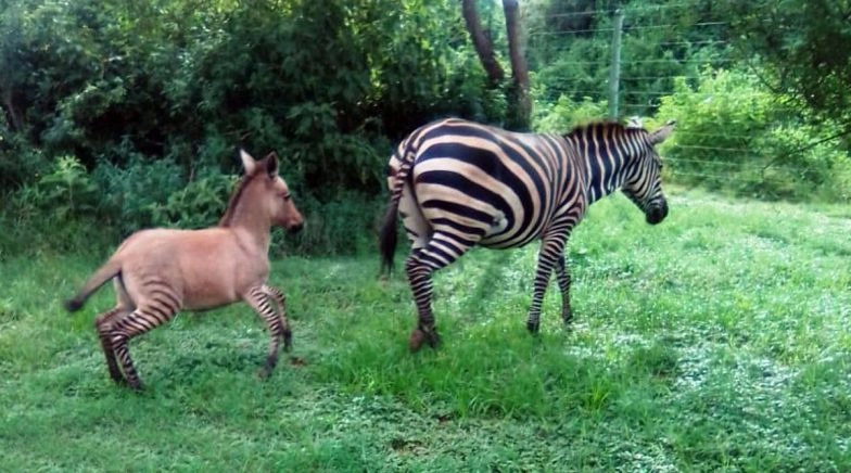 Zonkey Is Here! Zebra Mates With Donkey and Gives Birth to ‘Highly ...