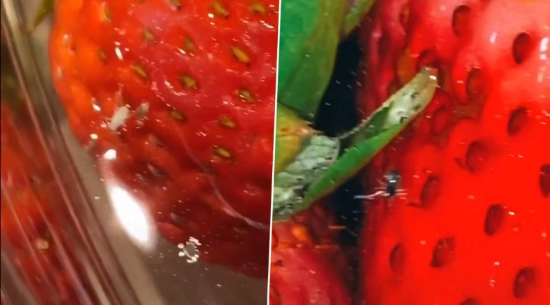 Squirming Worms in Strawberries You May Have Ignored, Exposed by This ...