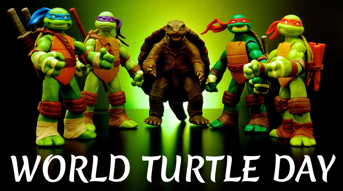 Viral News | World Turtle Day 2020: From Baby Shelby to Squirtle ...