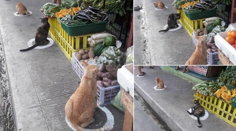 Stray Cats in Manila Follow Social Distancing 'Purr-fectly!' Pics of ...