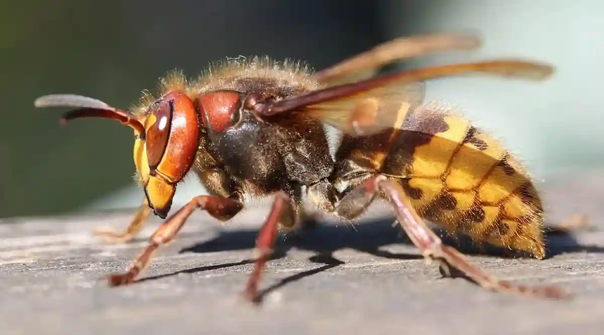 How To Identify Asian Giant Hornet Know Everything About Murder