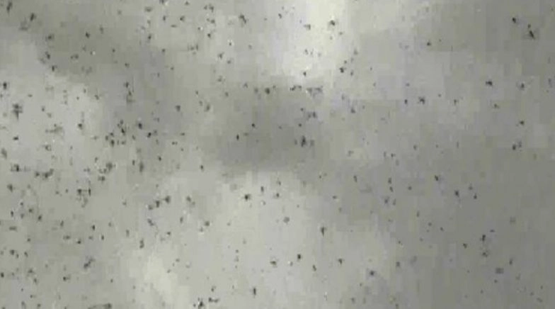 Locust Attack in Rajasthan's Jaipur: Insects Destroy Crops Spread Over ...