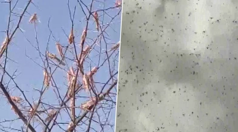 Locust Attack in Ajmer: Swarm of Insects Damages Around 5% Crops | 📰 ...