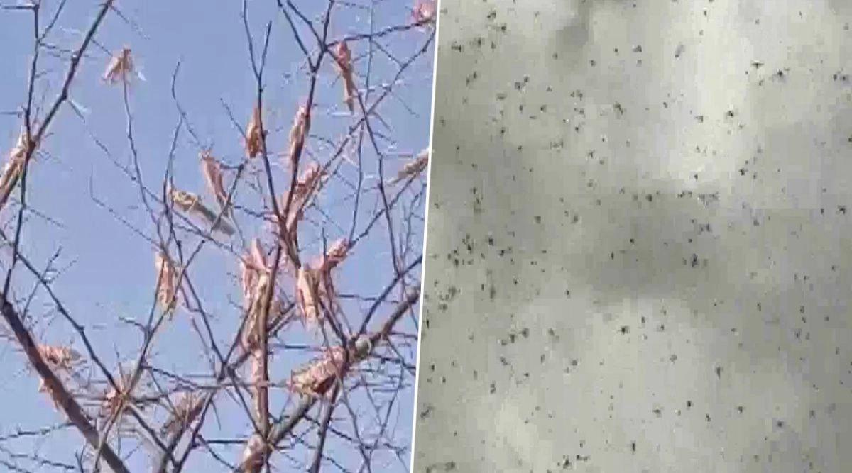 Locust Attack in Ajmer: Swarm of Insects Damages Around 5% Crops | 📰 ...