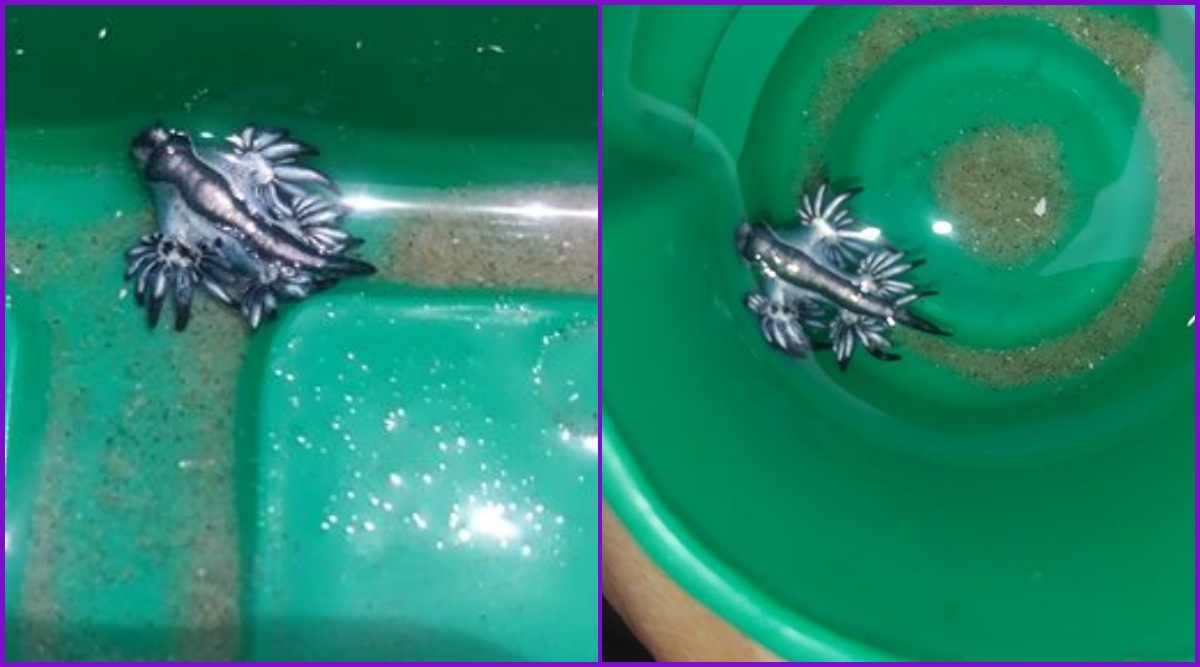 Viral News | Rare Blue Sea Dragons Wash Up on Beach in Texas, View Pics ...